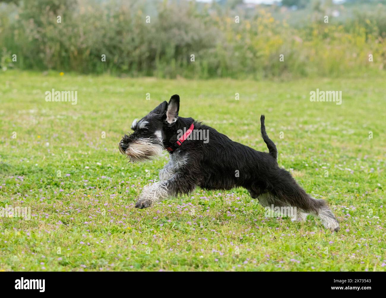 miniature schnauzer training for obedience discipline in a club Stock ...