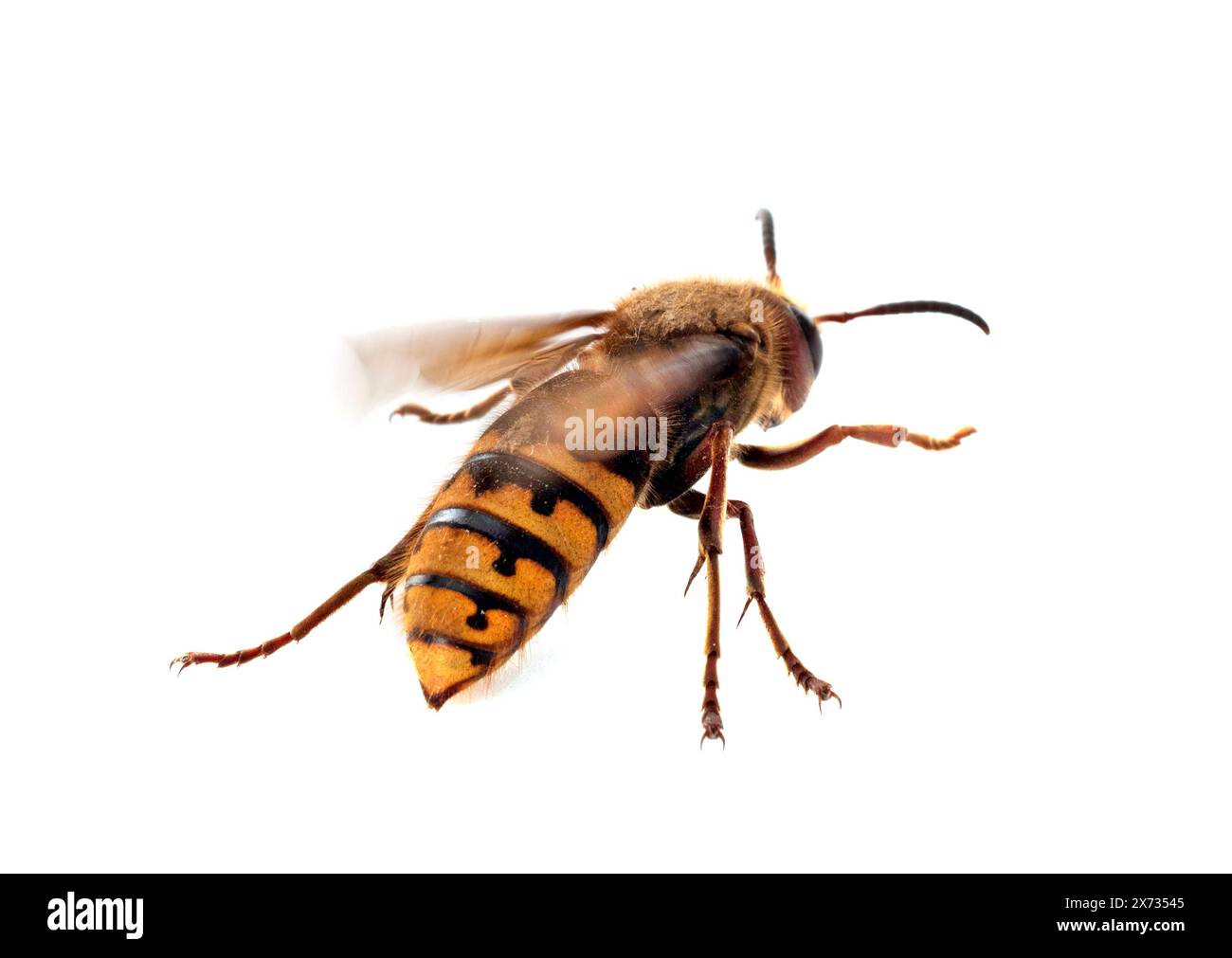 European hornet in front of white background Stock Photo - Alamy