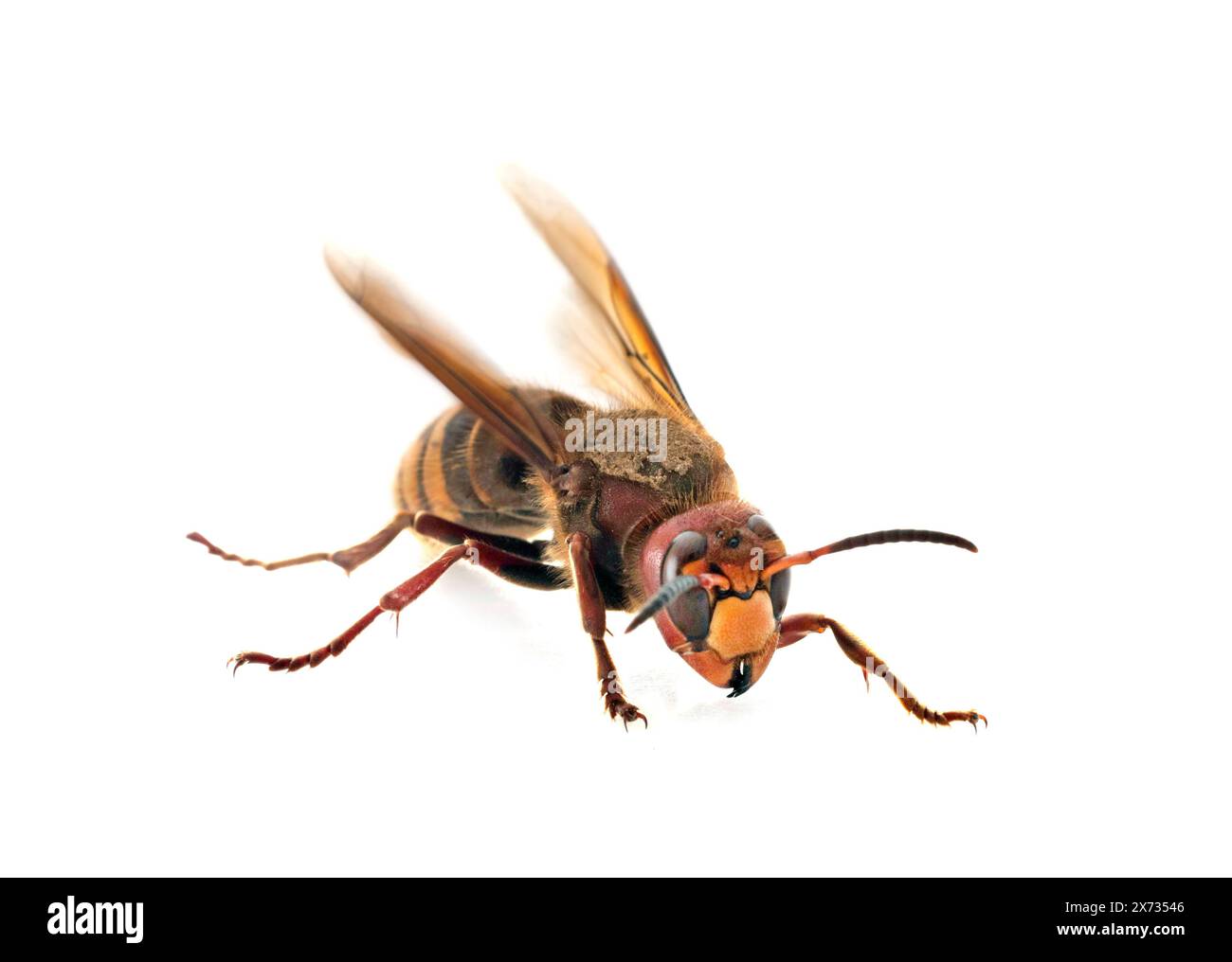 European hornet in front of white background Stock Photo - Alamy