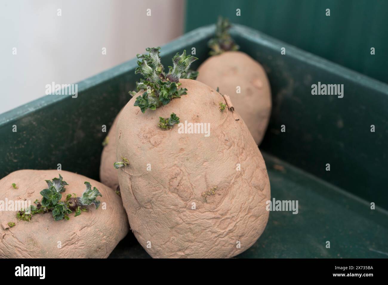 Swift, first early seed potatoes chitting in a tray Stock Photo - Alamy