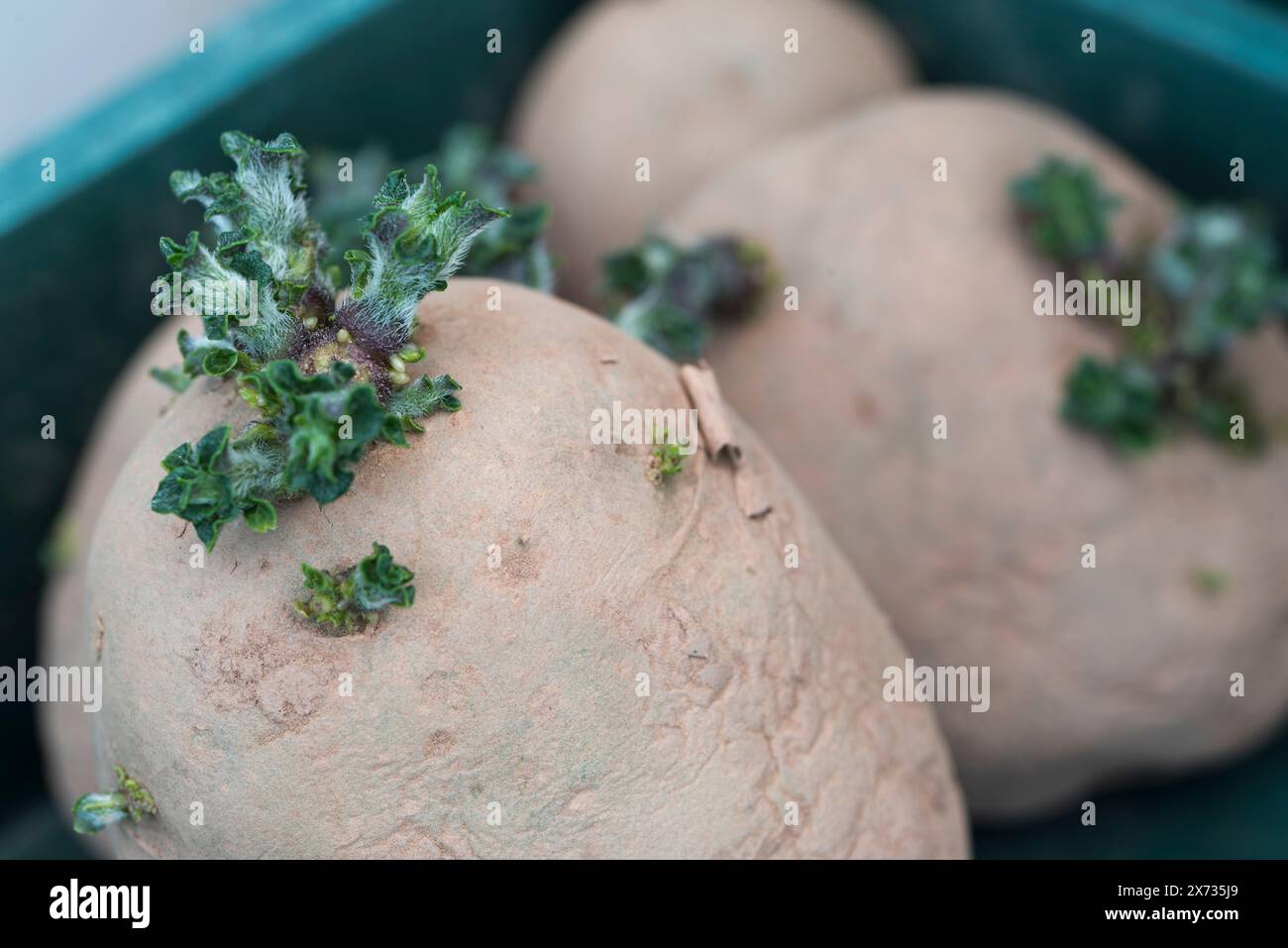 Swift, first early seed potatoes chitting in a tray Stock Photo - Alamy