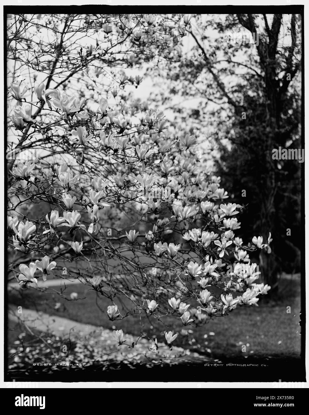 Planting magnolia tree Black and White Stock Photos & Images - Alamy