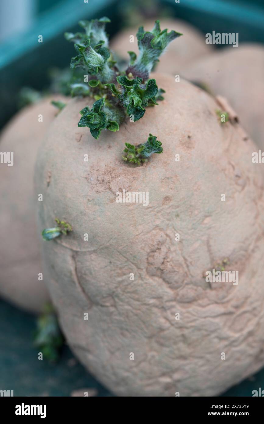 Swift, first early seed potatoes chitting in a tray Stock Photo - Alamy