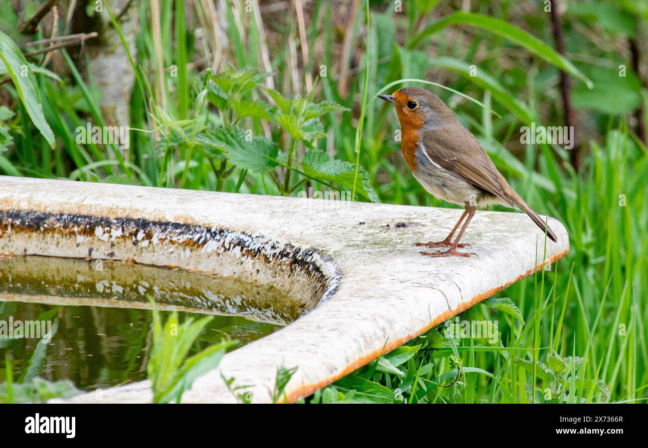 Robin bird bath hi-res stock photography and images - Alamy