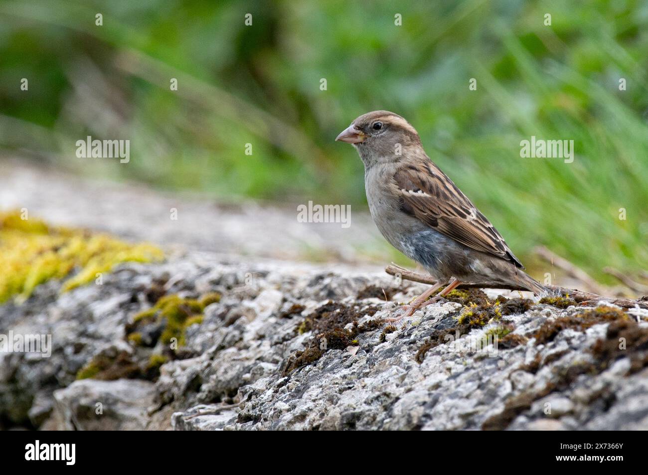 A female House sparrow, Arnide, Cumbria, UK Stock Photo - Alamy