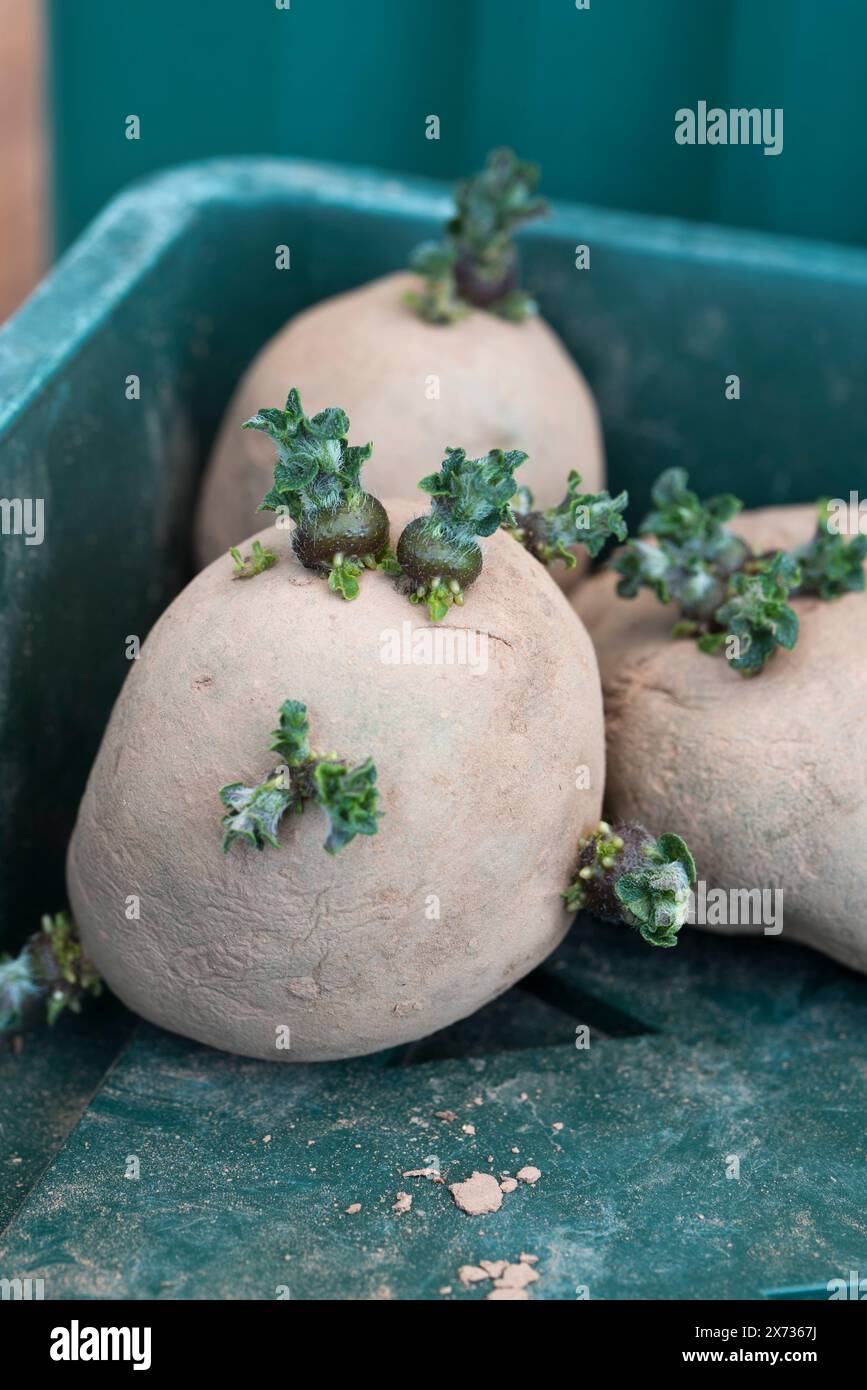 Swift, first early seed potatoes chitting in a tray Stock Photo - Alamy