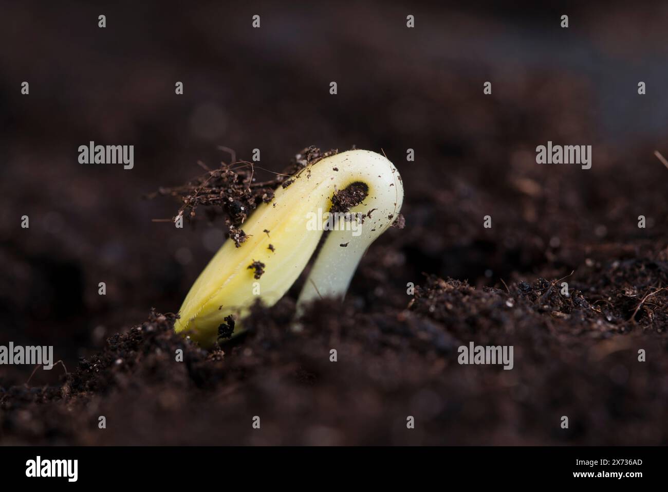 Butternut squash seedlings, Hunter, emerging from plant compost Stock ...