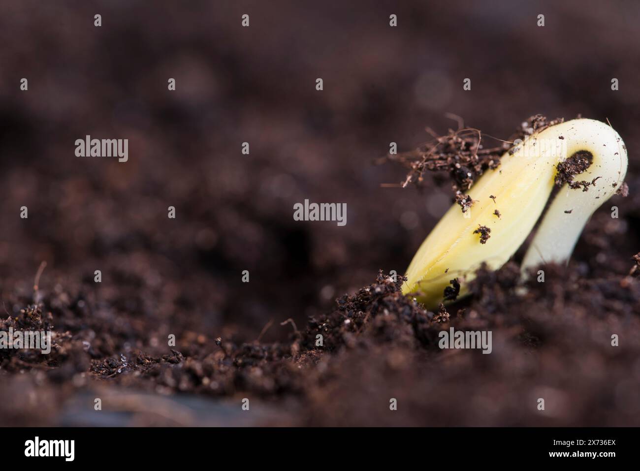 Butternut squash seedlings, Hunter, emerging from plant compost Stock ...