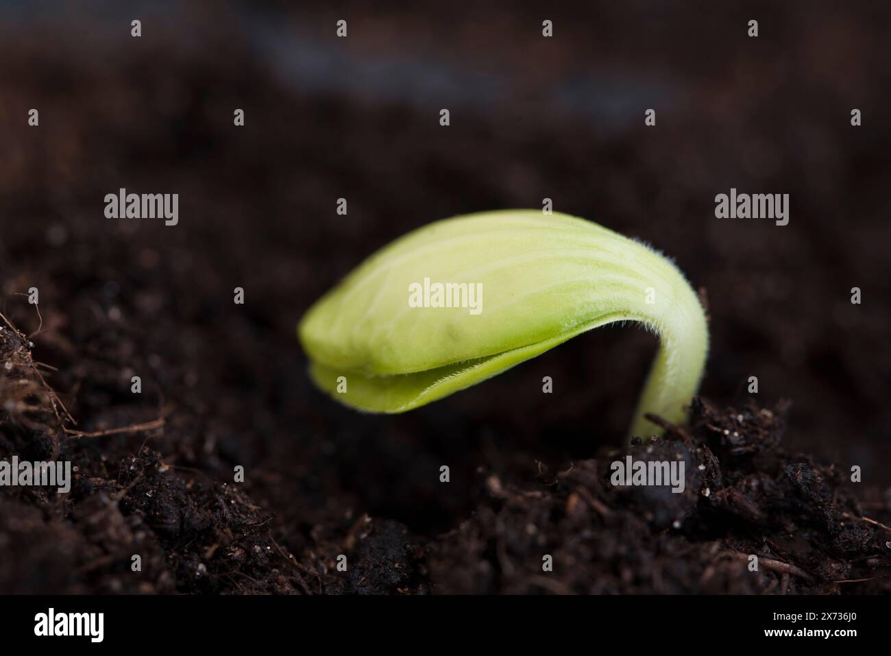 Butternut squash seedlings, Hunter, emerging from plant compost Stock Photo - Alamy