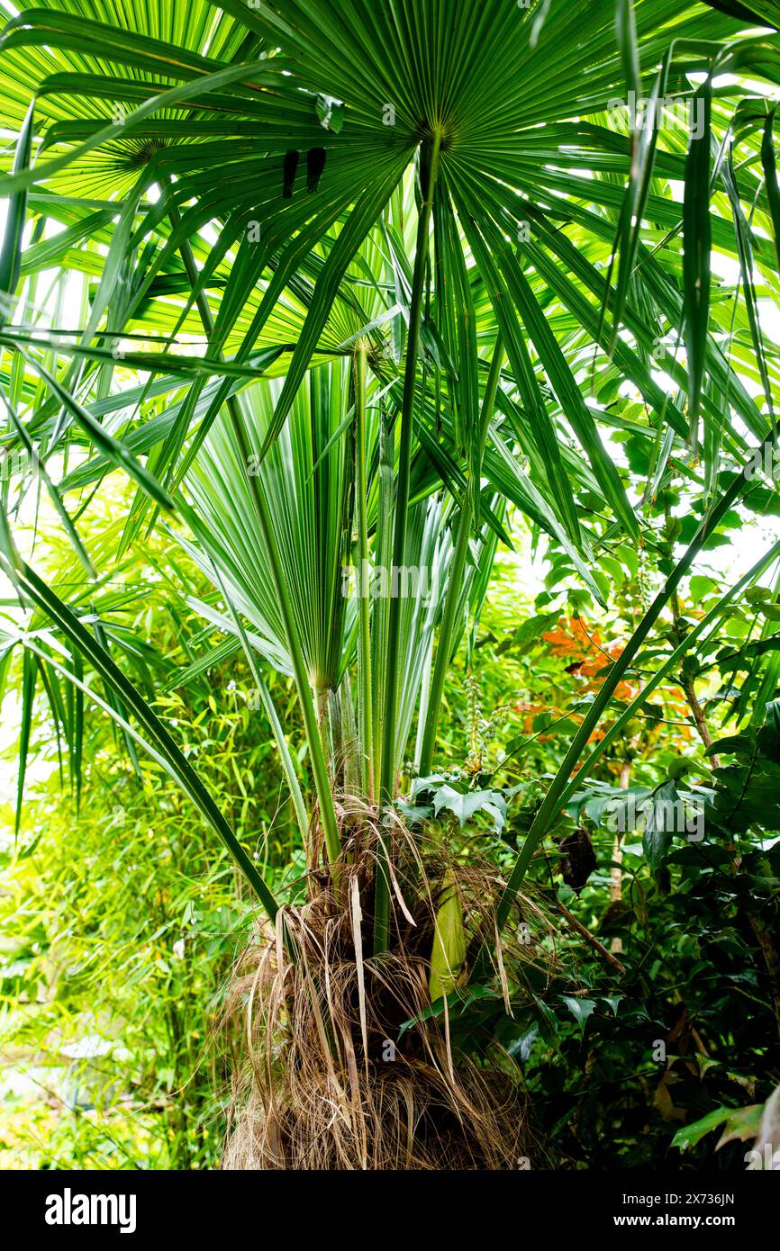 Hardy palm uk hi-res stock photography and images - Alamy