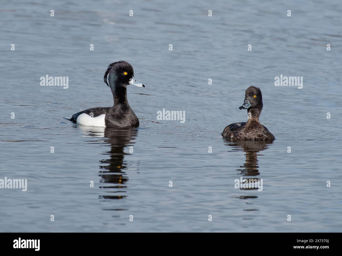 Male and female Tufted ducks, RSPB's Leighton Moss Nature Reserve ...