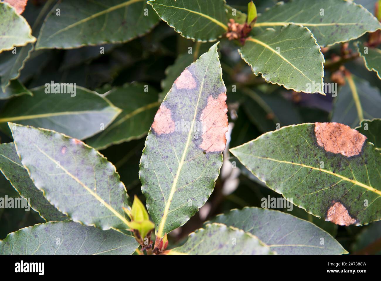 Damaged bay, Laurus nobilis, leaves caused by a cold wet winter Stock ...