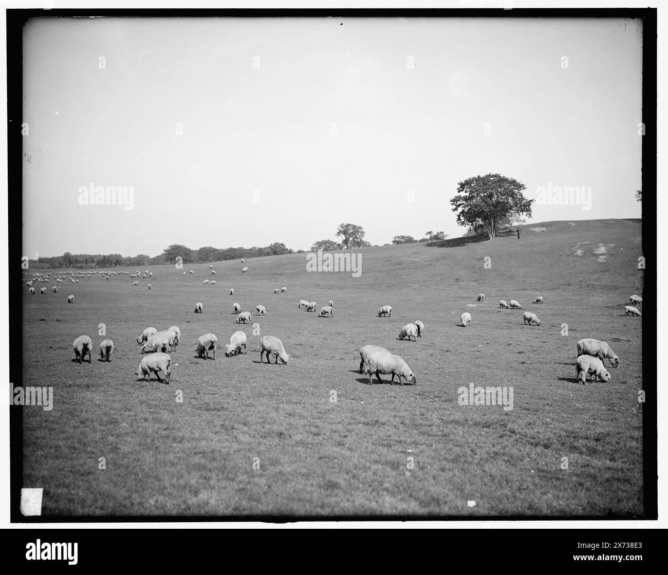Mass animal husbandry Black and White Stock Photos & Images - Alamy