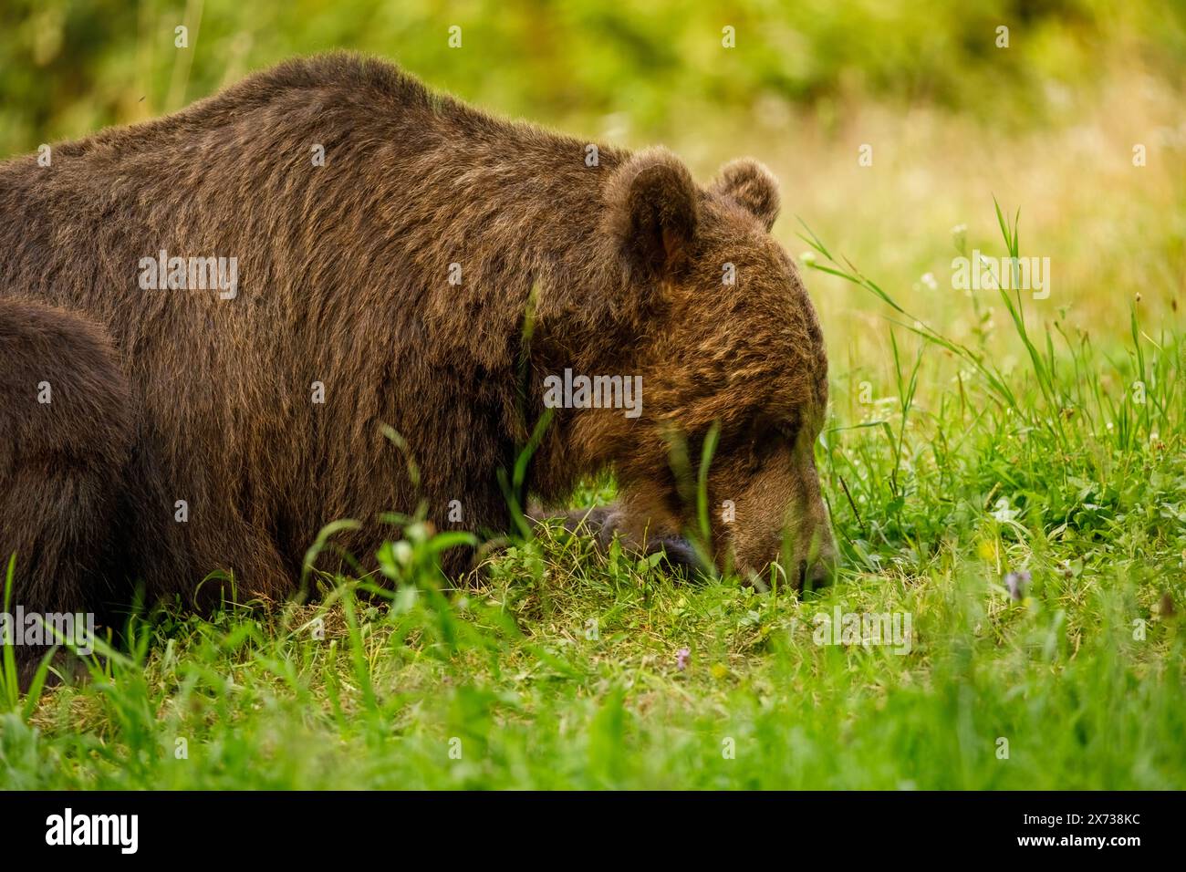 The European brown bear in the wild Stock Photo - Alamy