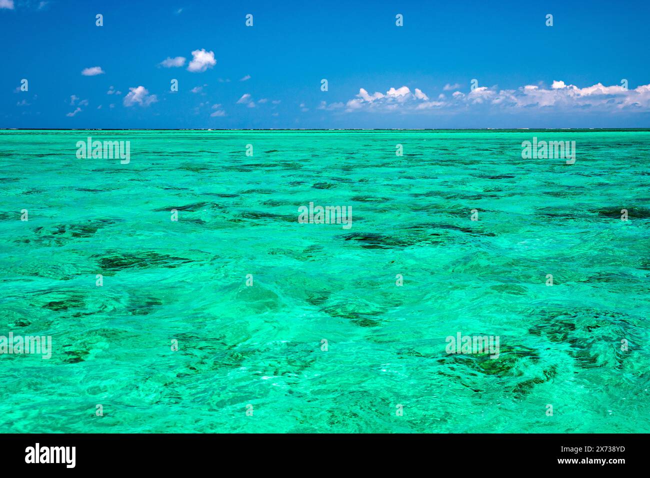 Water surface in vibrant green. View of a crystal clear sea water ...