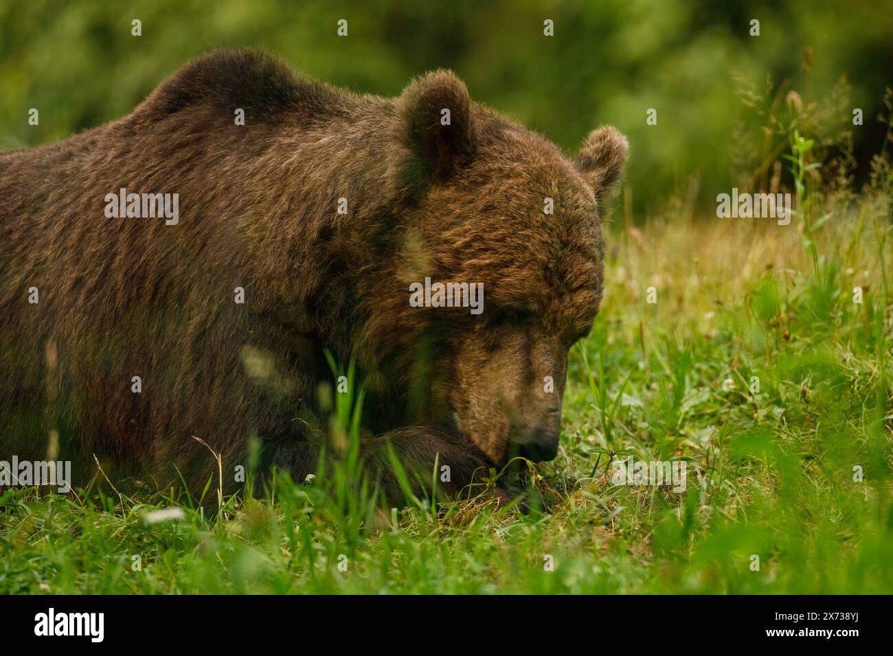 The European brown bear in the wild Stock Photo - Alamy