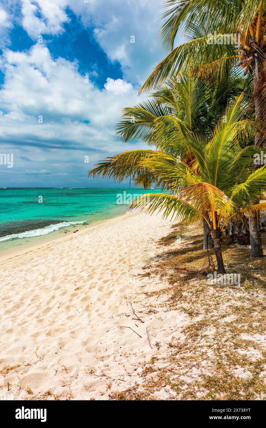 Palm trees on the tropical Le Morne beach, Mauritius. Tropical vacation ...
