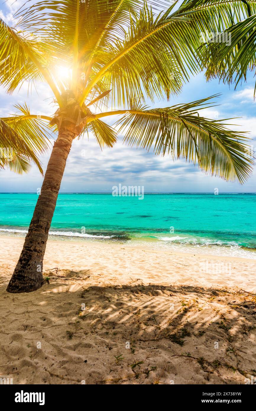 Palm trees on the tropical Le Morne beach, Mauritius. Tropical vacation ...