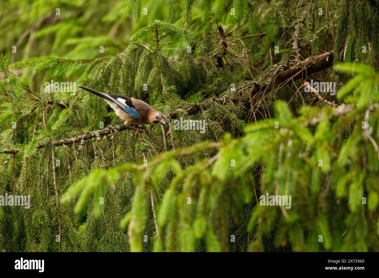 A jay in the wild Stock Photo - Alamy