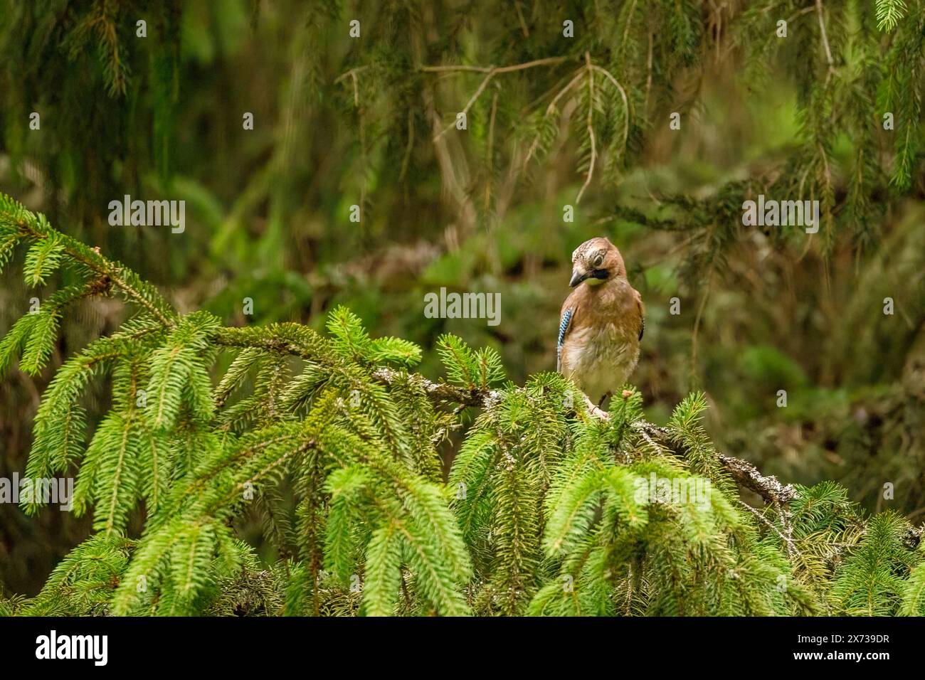 A jay in the wild Stock Photo - Alamy