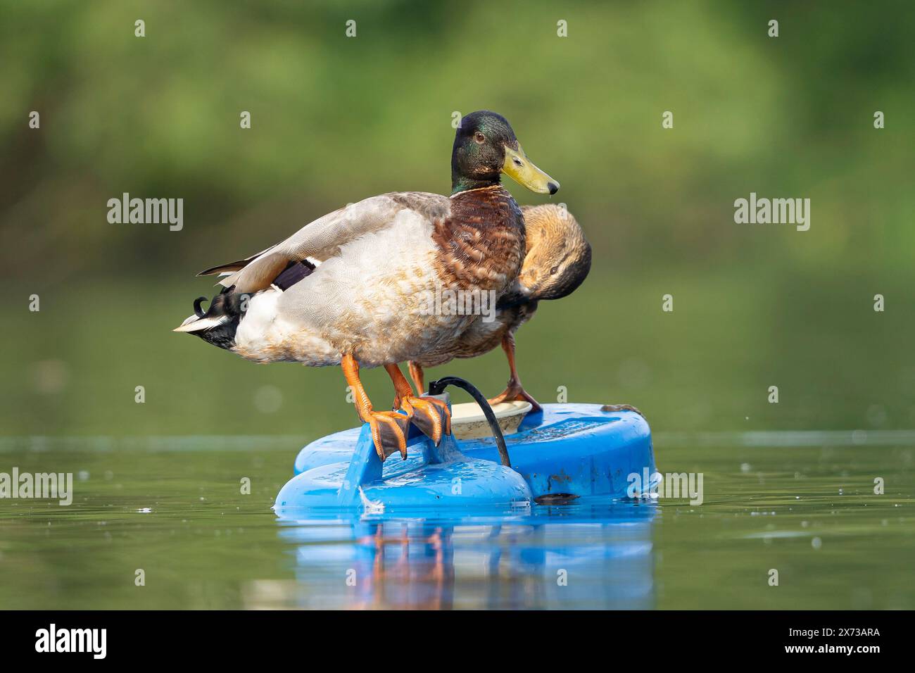 Side view of a male and female mallard standing on a float in a pool of ...