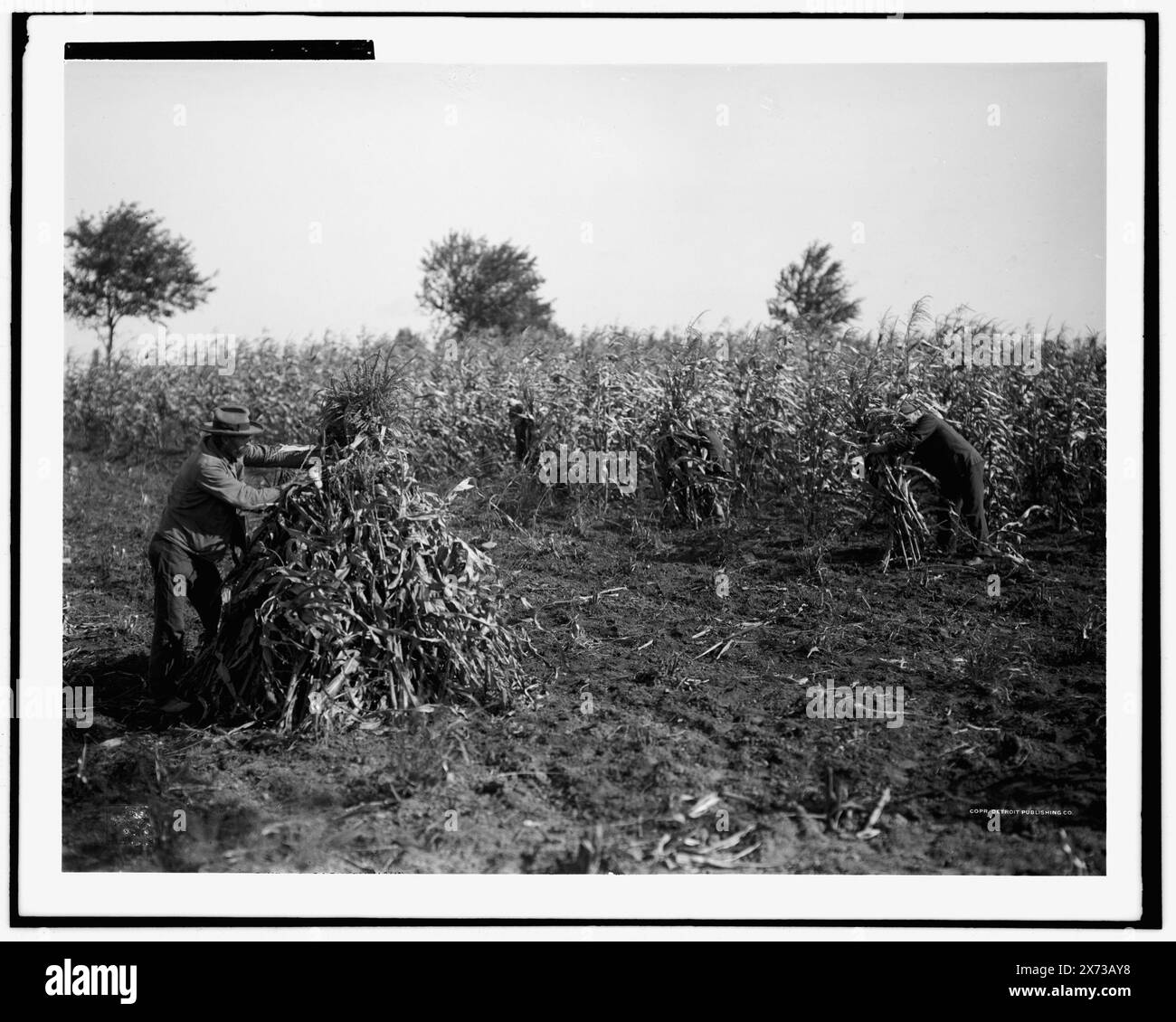 Cutting corn field Cut Out Stock Images & Pictures - Alamy
