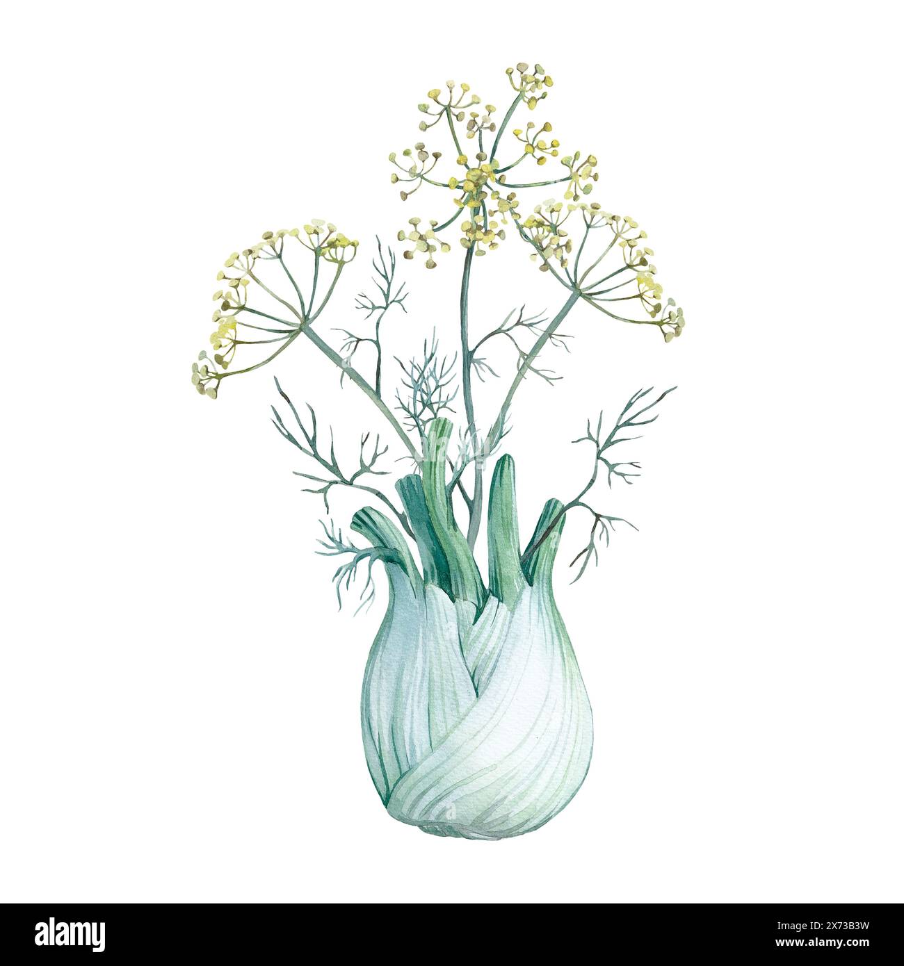 Fennel roots, flowers and seeds isolated on white background. A set ...