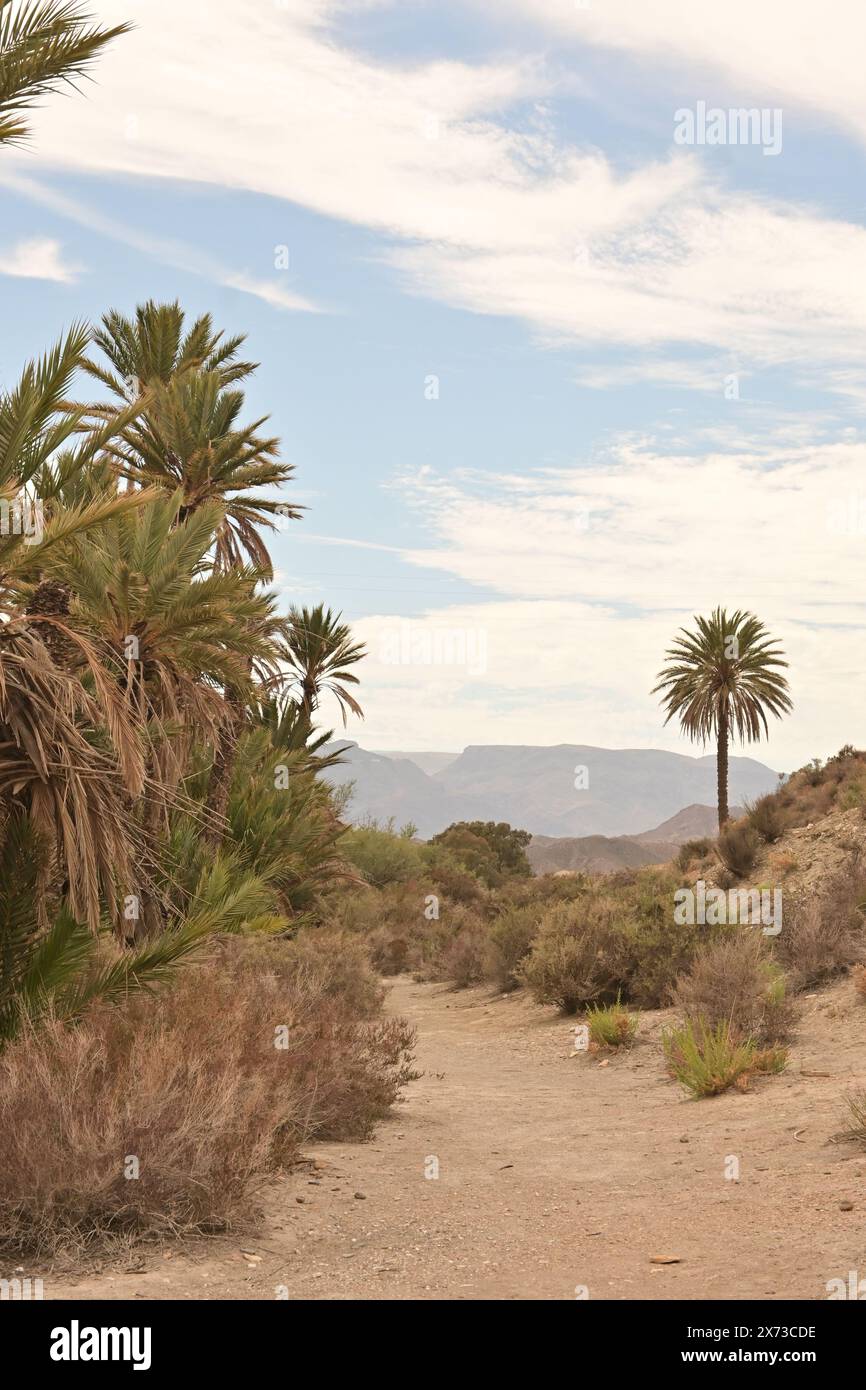 Desert landscape with a dirt path lined by palm trees, dry shrubs, and ...