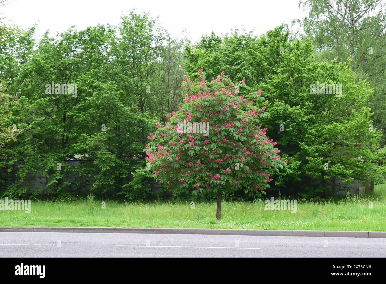 pink blooming green tree Stock Photo - Alamy