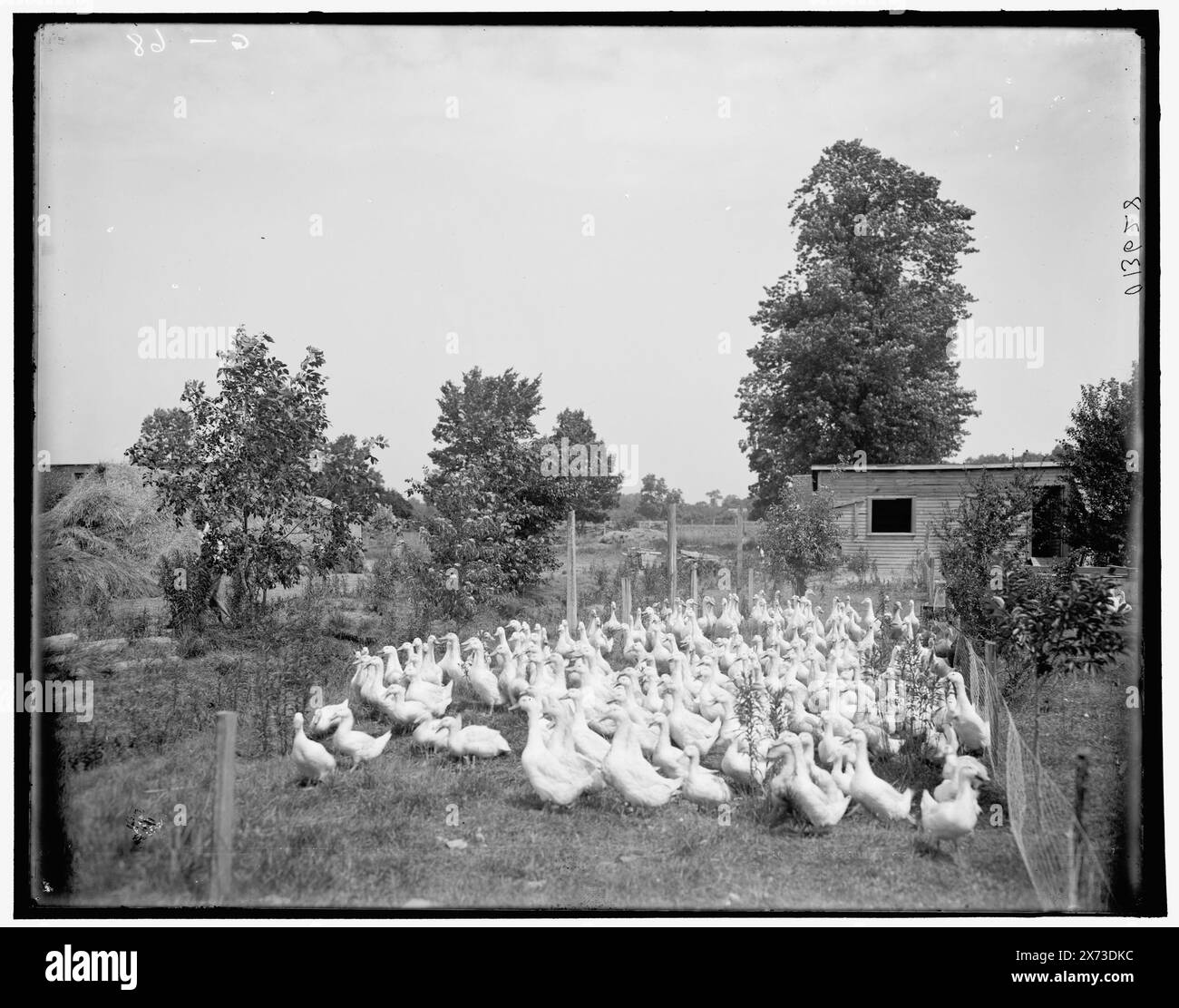 Ten ducks Black and White Stock Photos & Images - Alamy