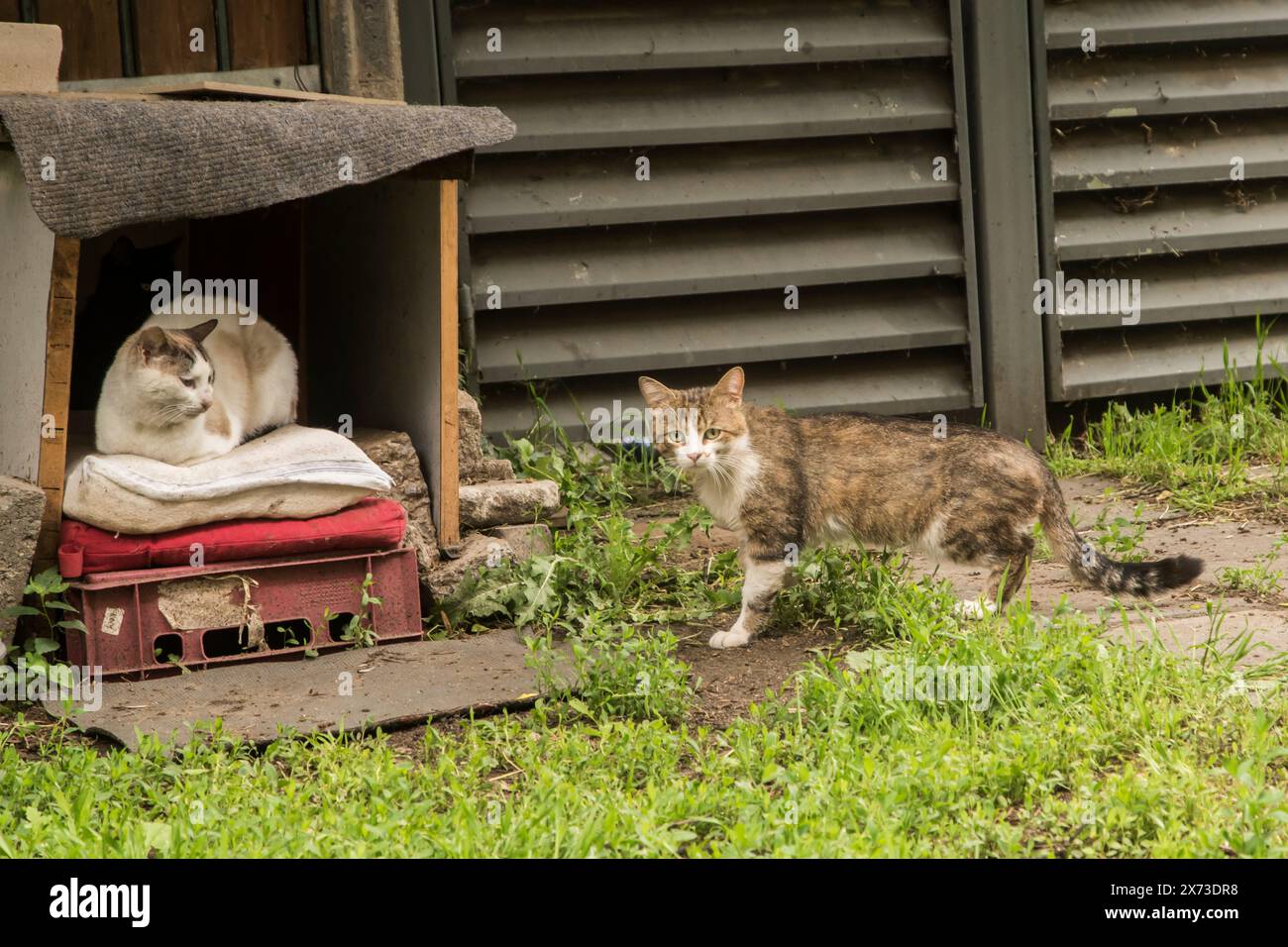 Street homeless cats in man makeshift shelter Stock Photo - Alamy