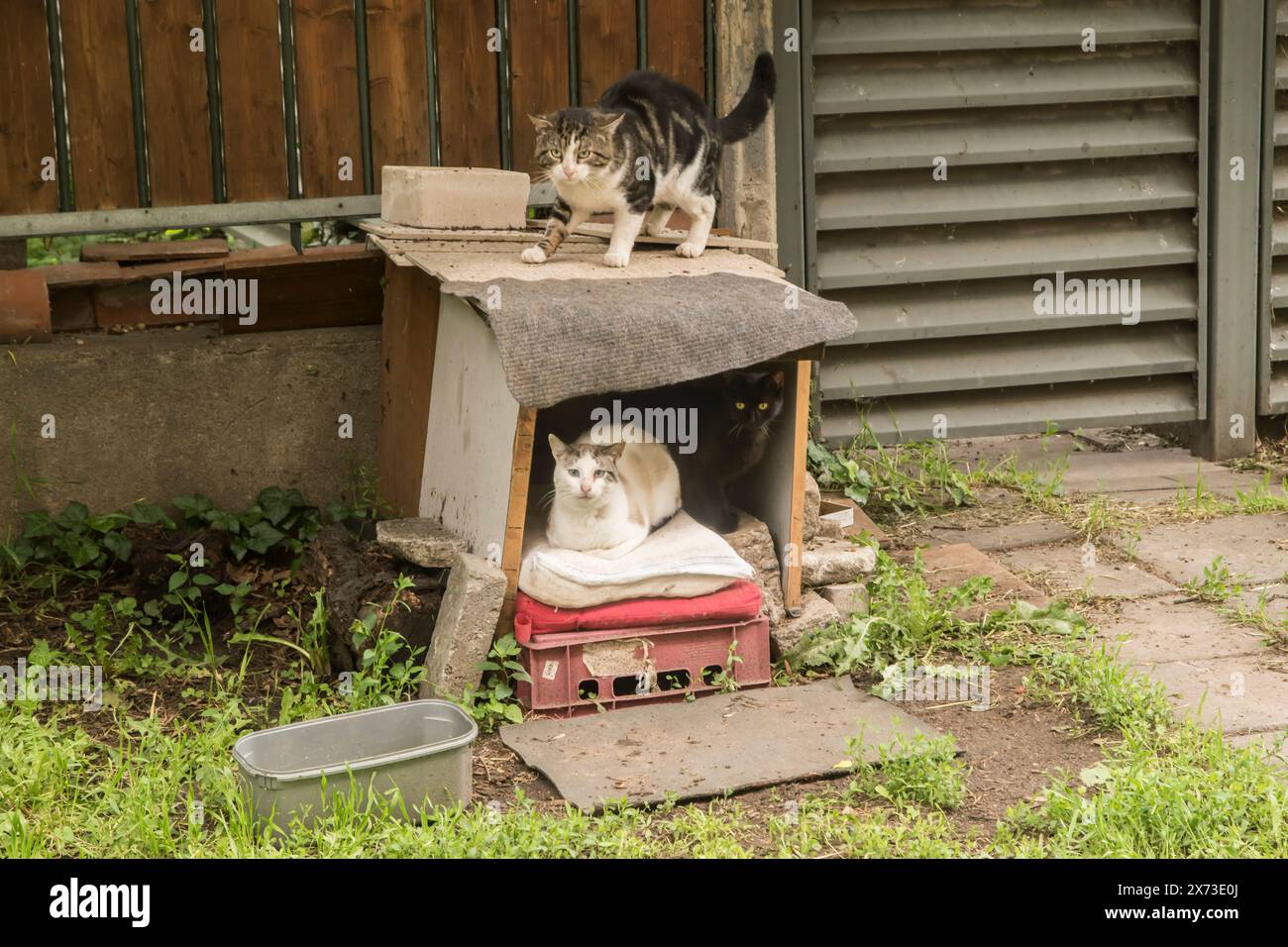 Street homeless cats in man makeshift shelter Stock Photo - Alamy