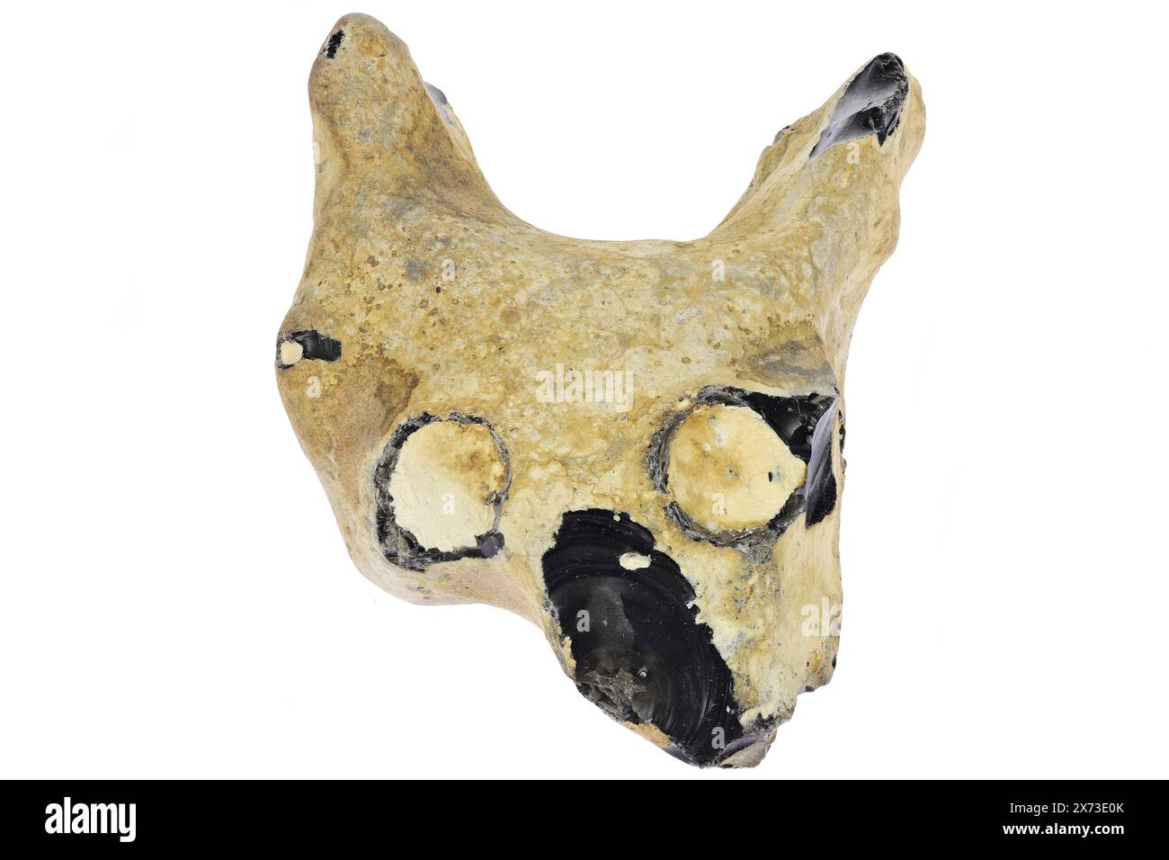 animal skull shaped flint from from Vlissingen, Netherlands isolated on ...