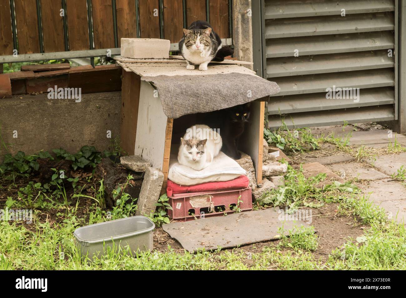 Street homeless cats in man makeshift shelter Stock Photo - Alamy