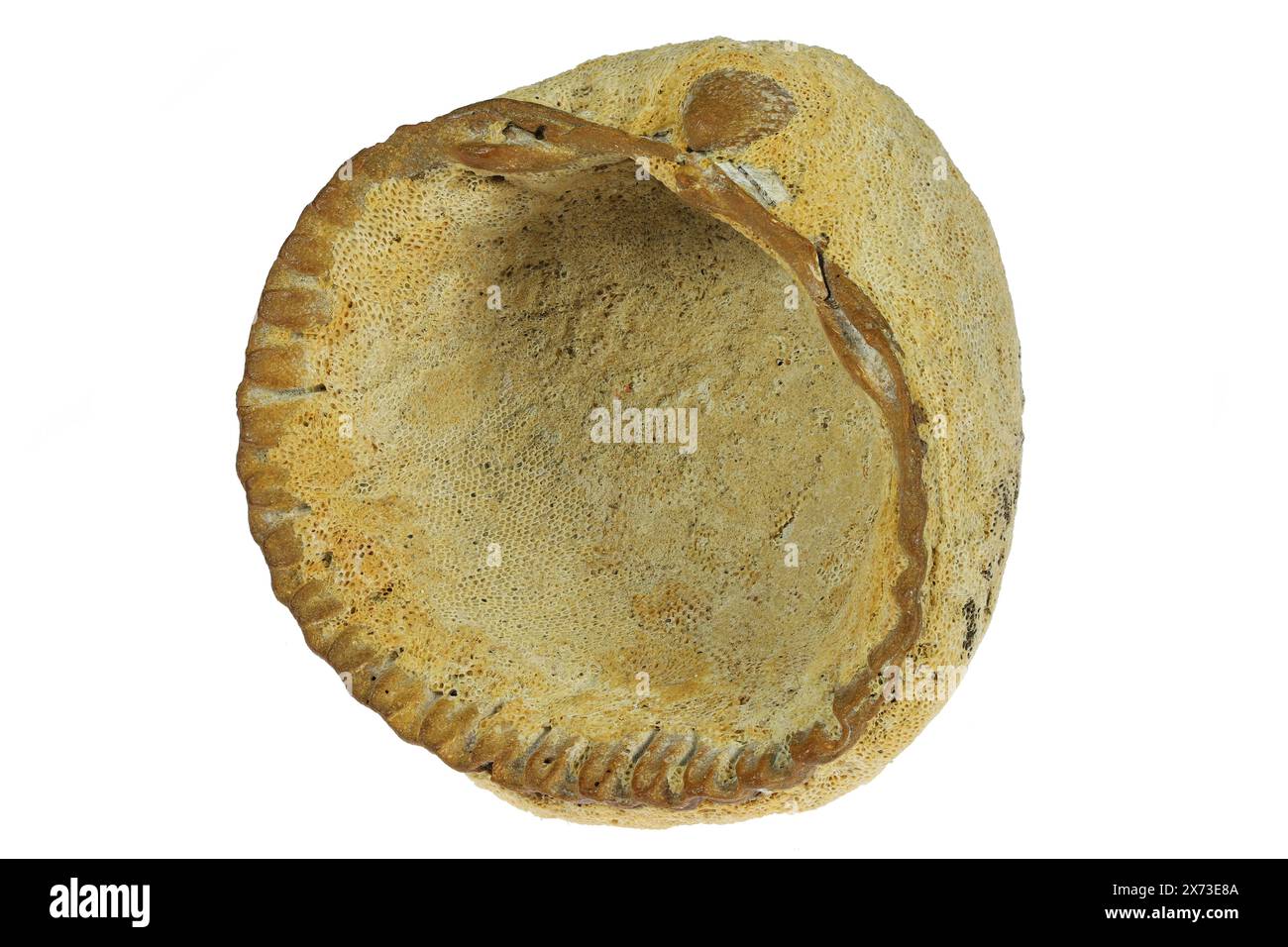 petrified common cockle from Vlissingen, Netherlands isolated on white ...