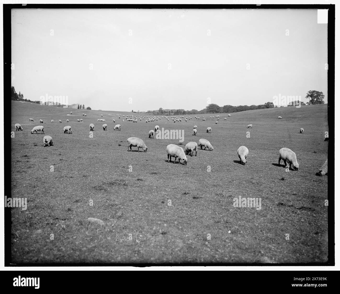 Mass animal husbandry Black and White Stock Photos & Images - Alamy