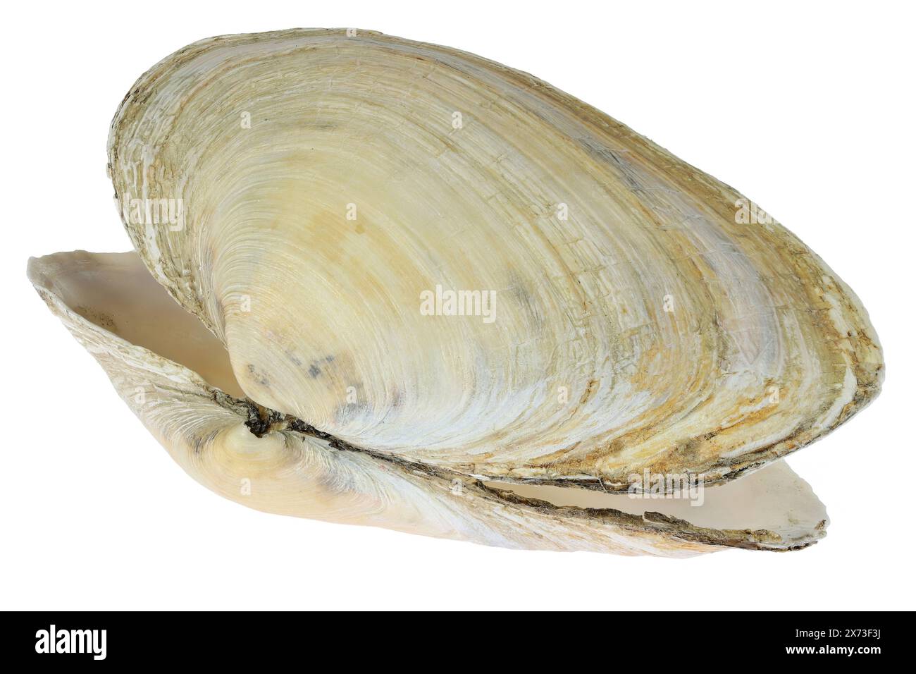 sand gaper from the Wadden Sea in Cuxhaven, Germany isolated on white ...