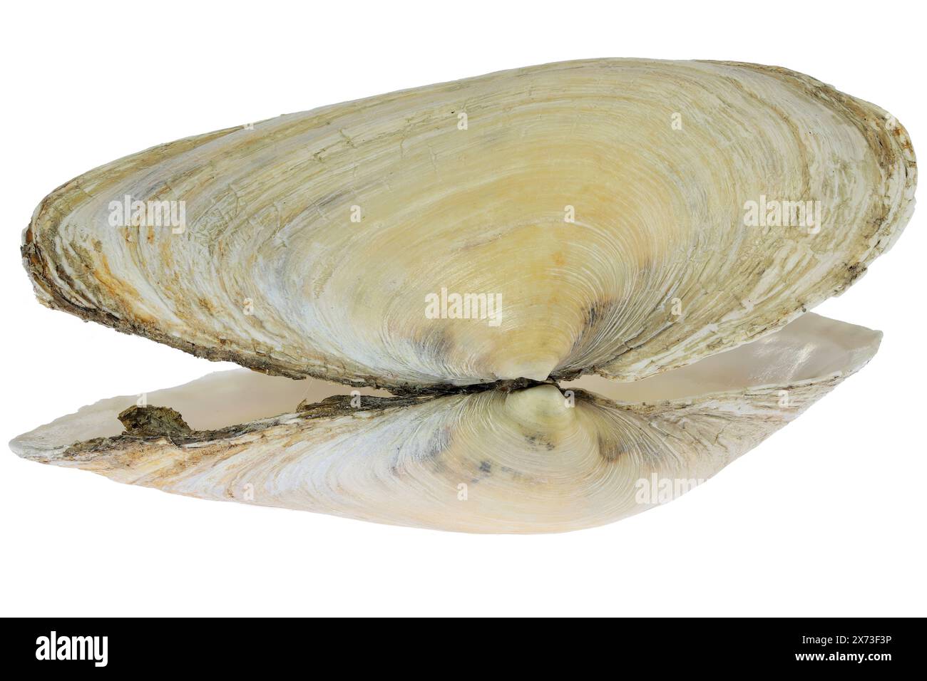 sand gaper from the Wadden Sea in Cuxhaven, Germany isolated on white ...