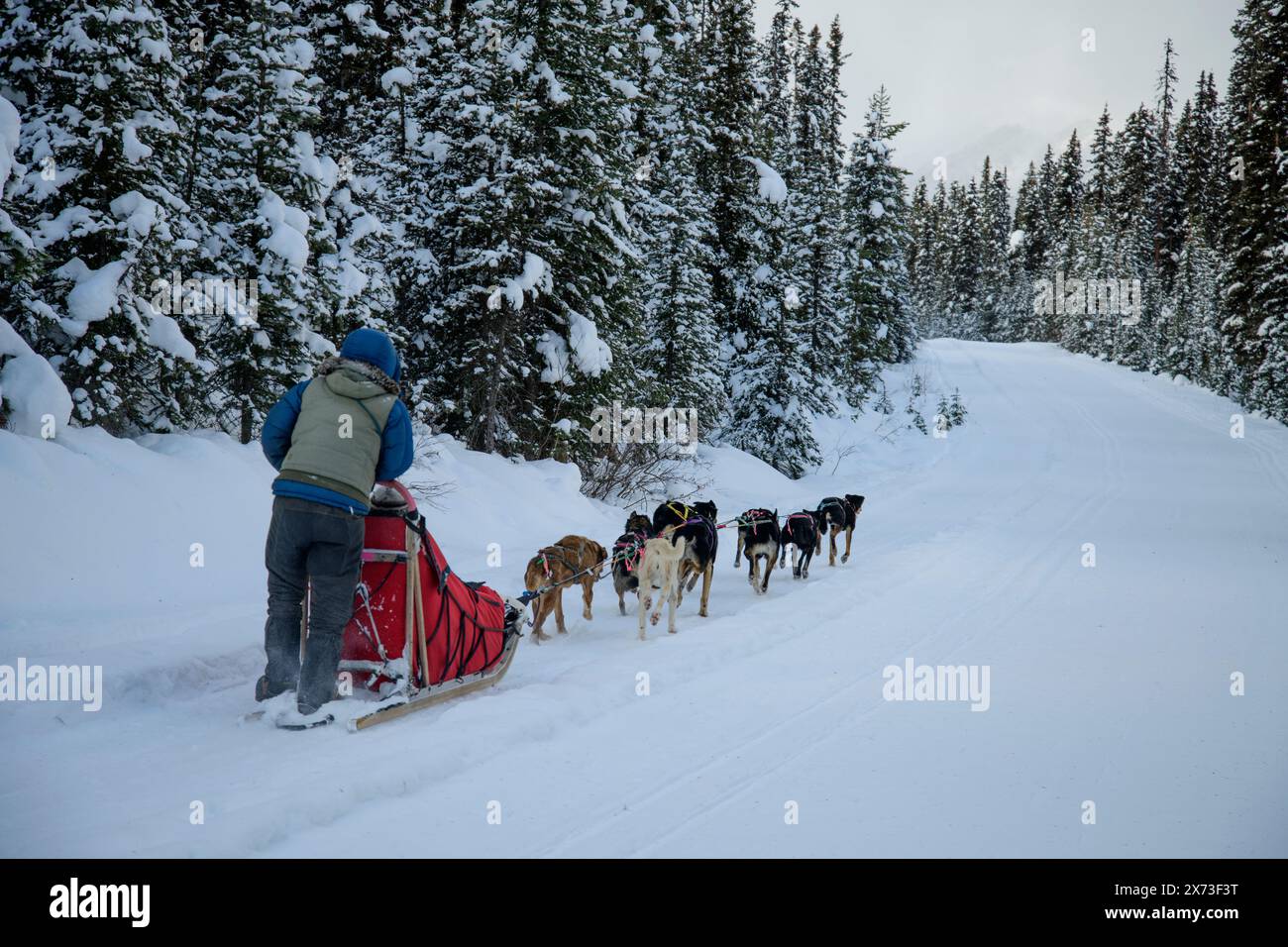 Canada, Alberta, Rocky Mountains, Banff National Park, Lake Louise, Dog ...