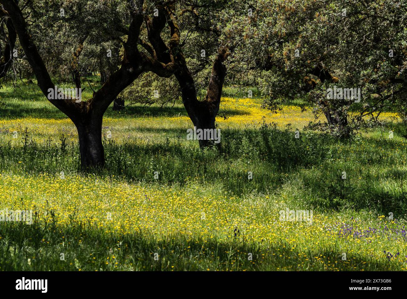 pasture of the Los Mestos estate near Cala -Sierra de Los Gabrieles ...