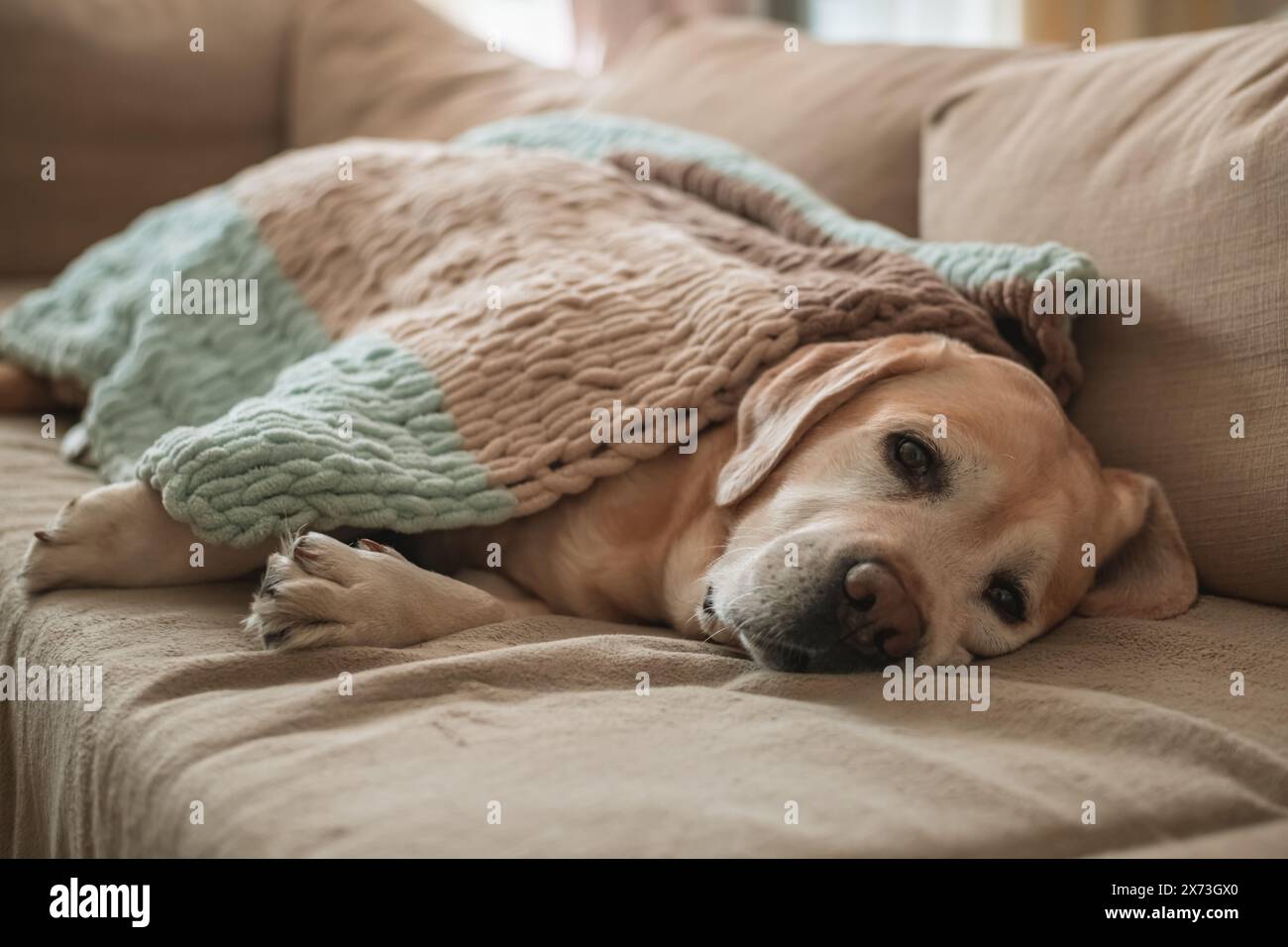 adorable dog labrador sleeps on the couch at home, covered with a ...
