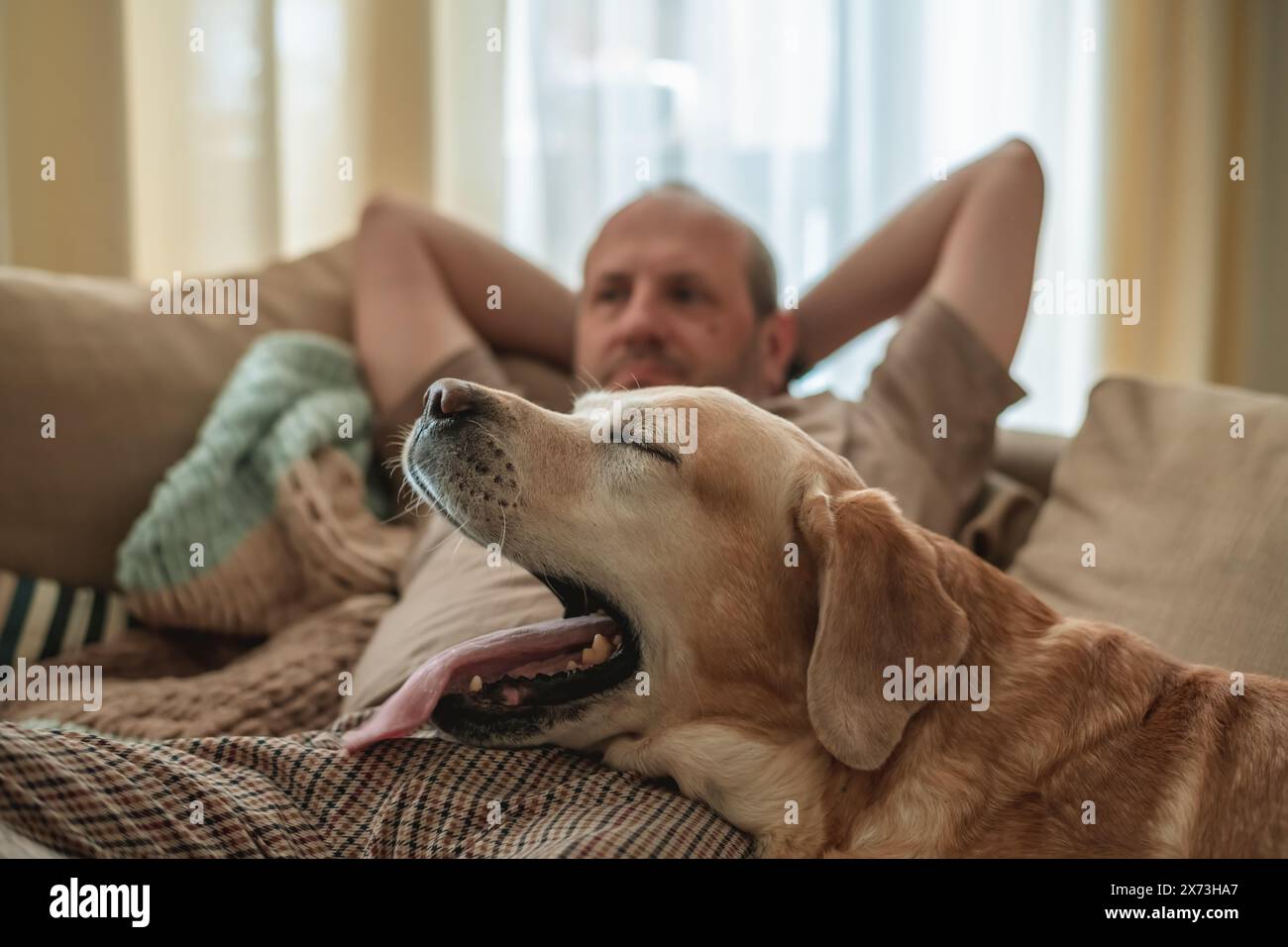 Adorable Labrador dog with its owner is resting together, lying on the ...