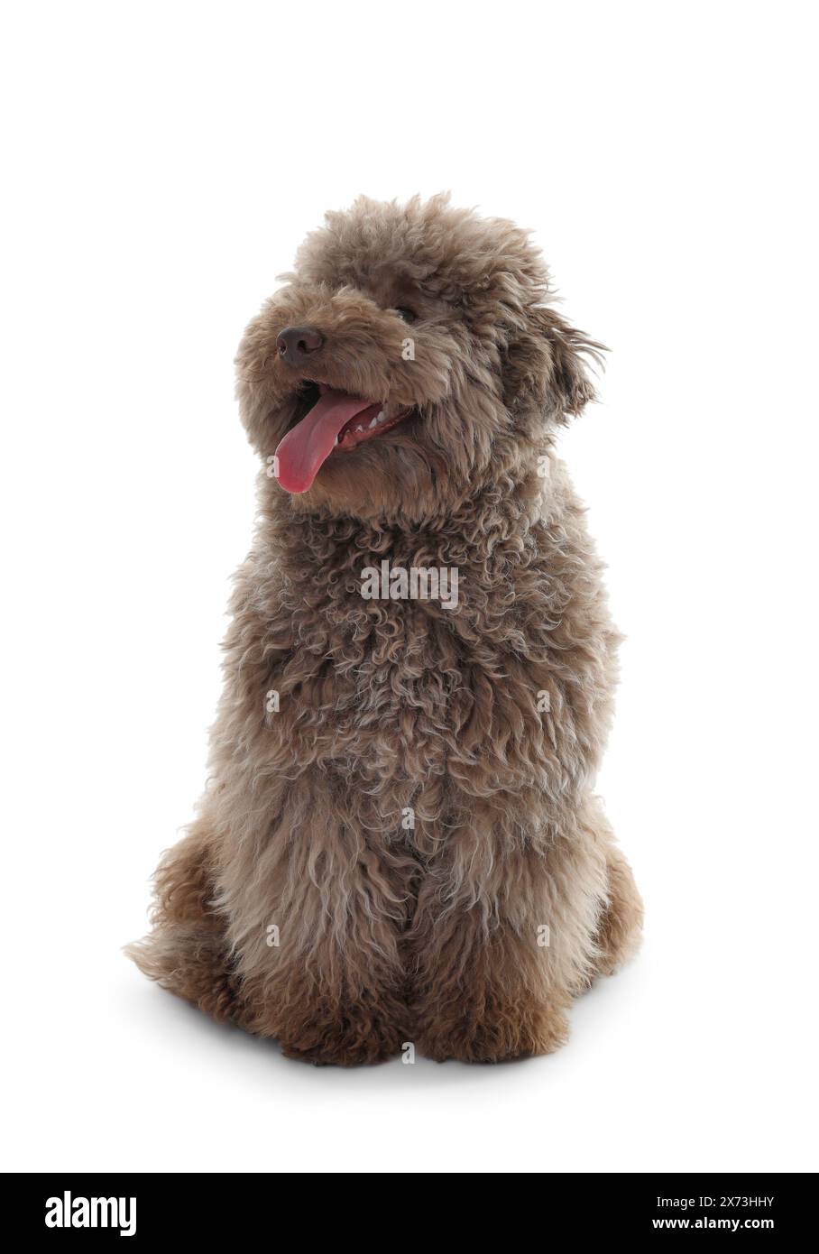 Cute muzzle dog Cut Out Stock Images & Pictures - Alamy