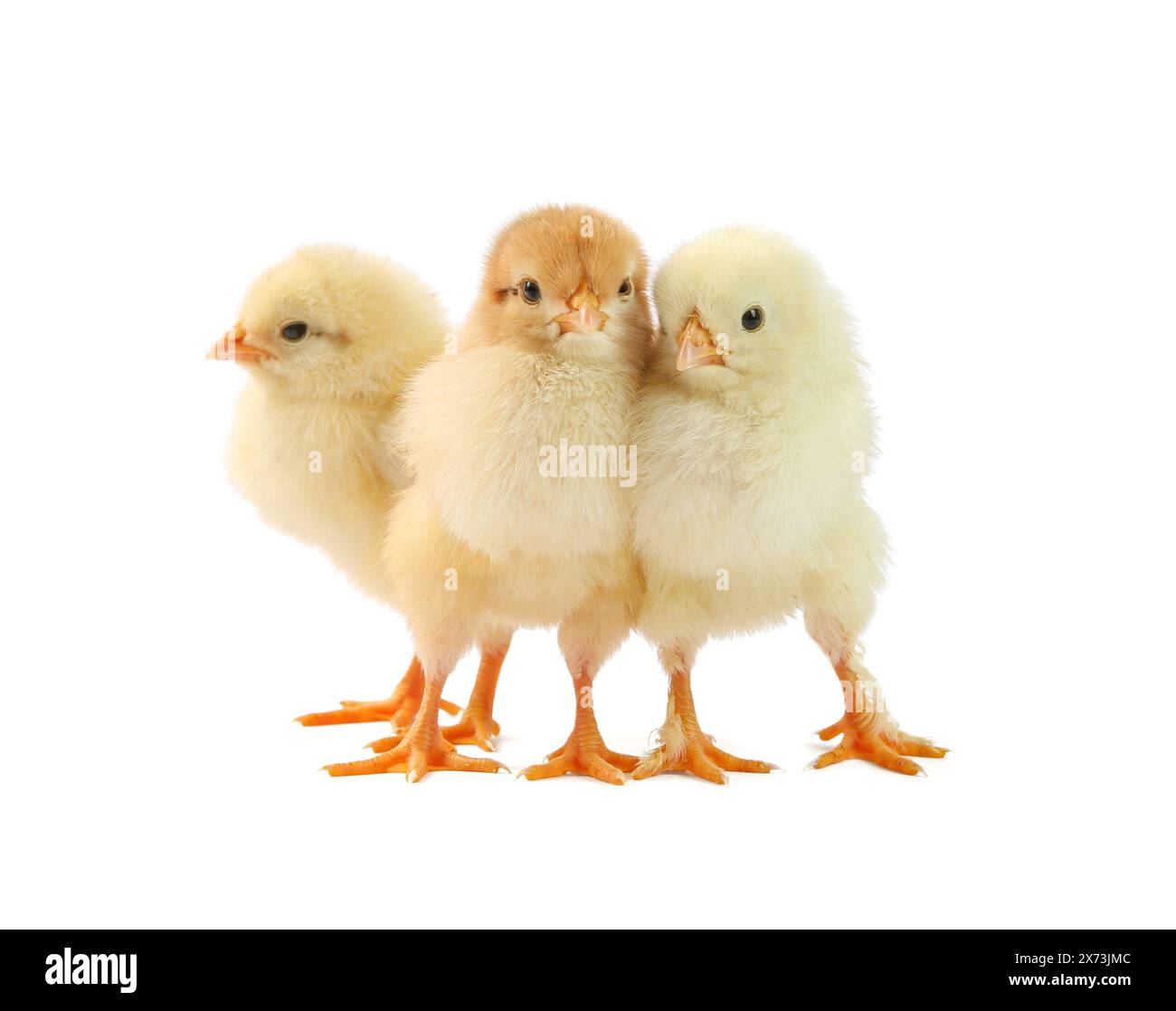 Cute chicks isolated on white. Baby animals Stock Photo - Alamy