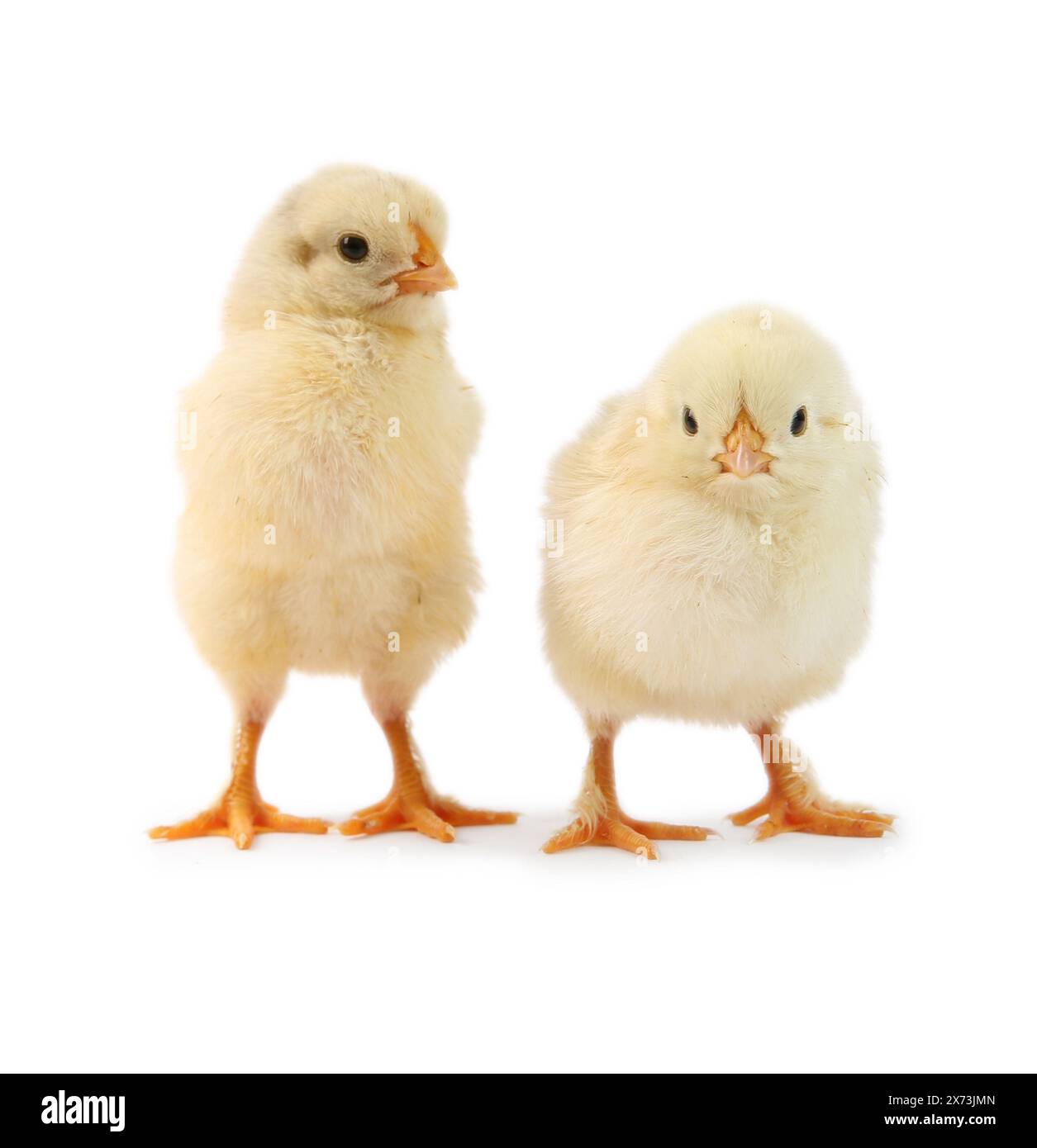 Two cute chicks isolated on white. Baby animals Stock Photo - Alamy