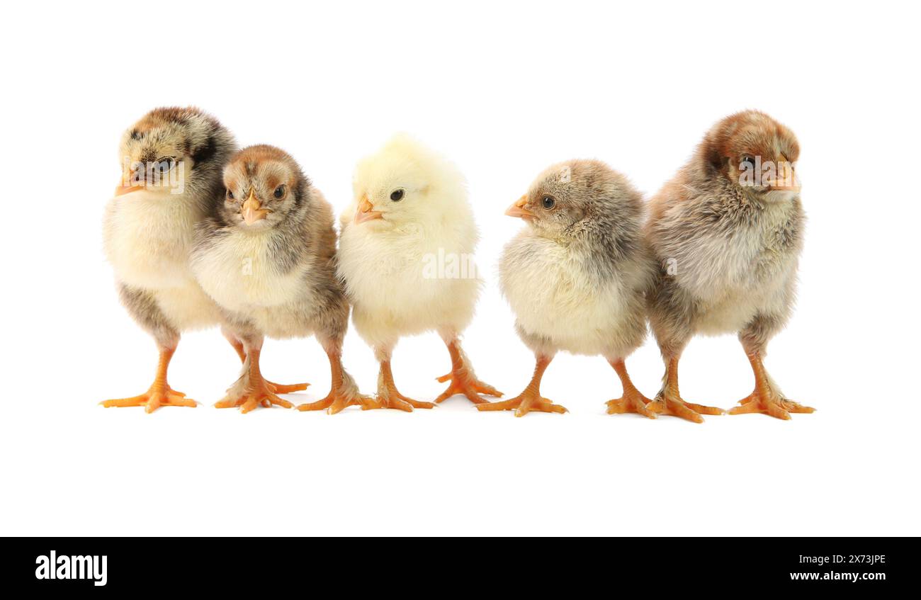 Many cute chicks isolated on white. Baby animals Stock Photo - Alamy