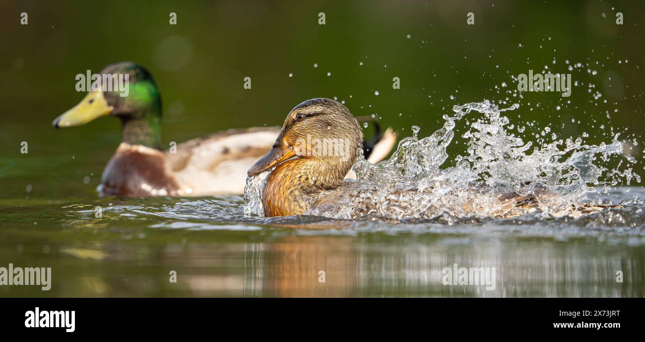 Low pov, close, side view of a wild, female mallard duck (Anas ...