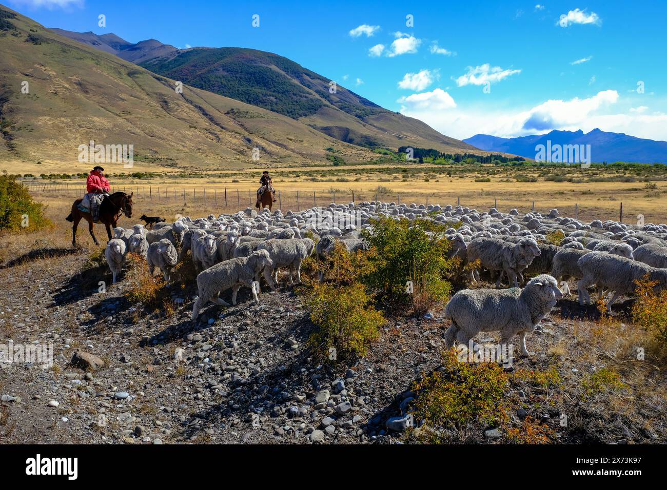 El Calafate, Patagonia, Argentina - Gauchos on horseback drive a flock ...