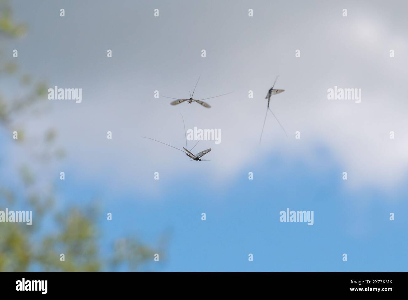 Mayflies hi-res stock photography and images - Alamy