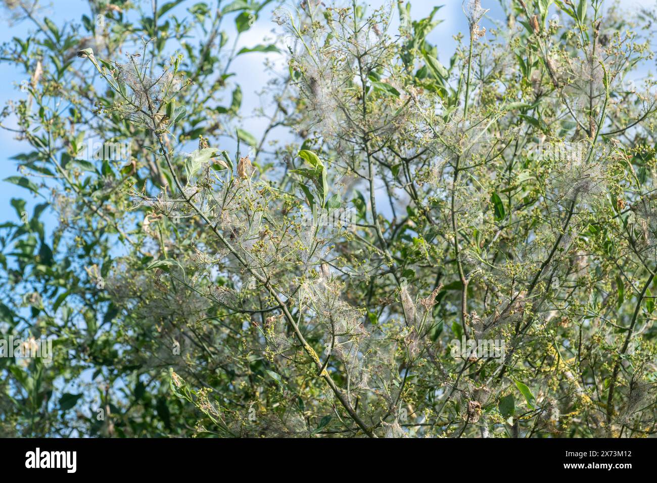 Ermine moth caterpillars hi-res stock photography and images - Alamy